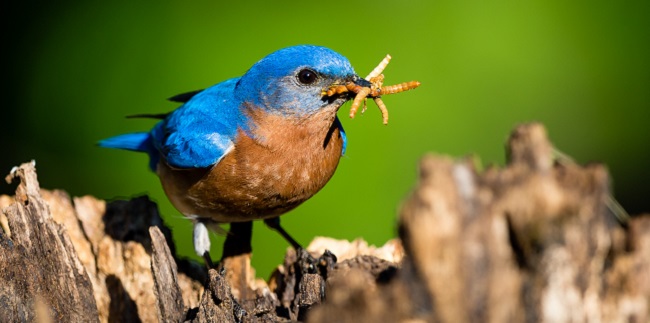 Early Bird Bleed Monitoring System Shows Promise in Endovascular ...