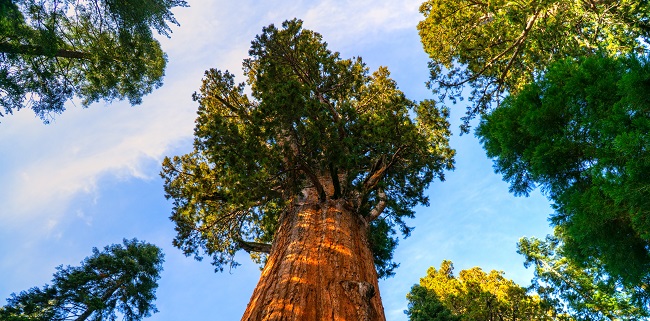 REDWOOD-HCM OLE: Aficamten Improves Patient-Measured Health Status ...