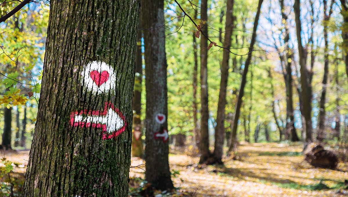 ACC Chest Pain Pathway Performs Well Overall, Less So for Those With ...